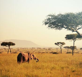 Kenya | Ta med kollegorna på en oförglömlig kickoff! | safariresor.se